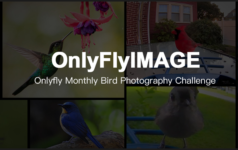 OnlyFly Monthly Bird Photography Contest: Details & Guidelines
